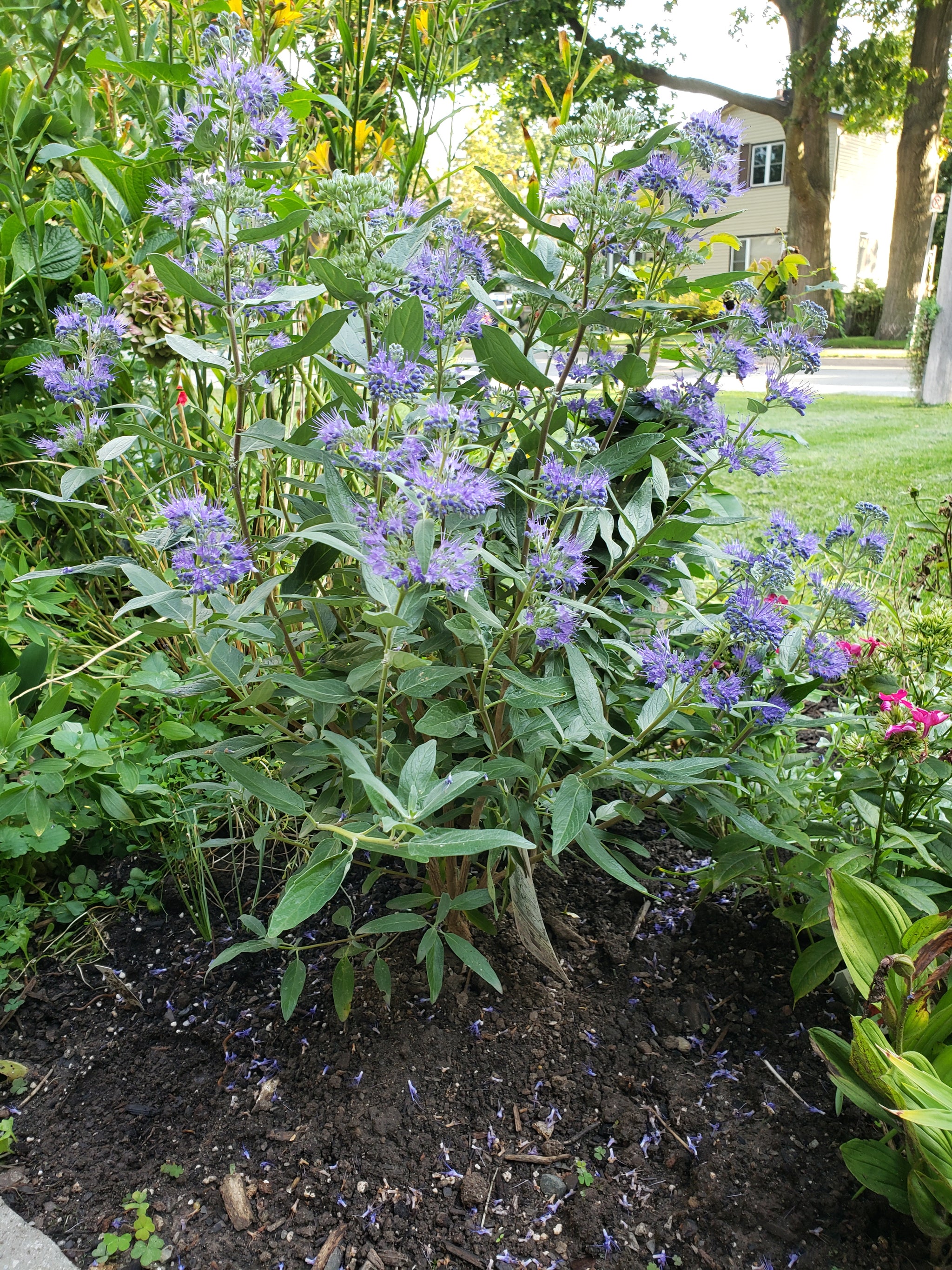 Caryopteris x clandonensis 'Dark Knight' – The Plant Lodge